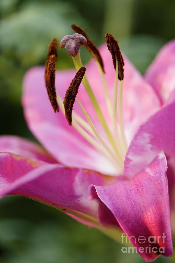 Lily (lilium 'purple Lady') Flower #1 by Maria Mosolova / Science Photo ...