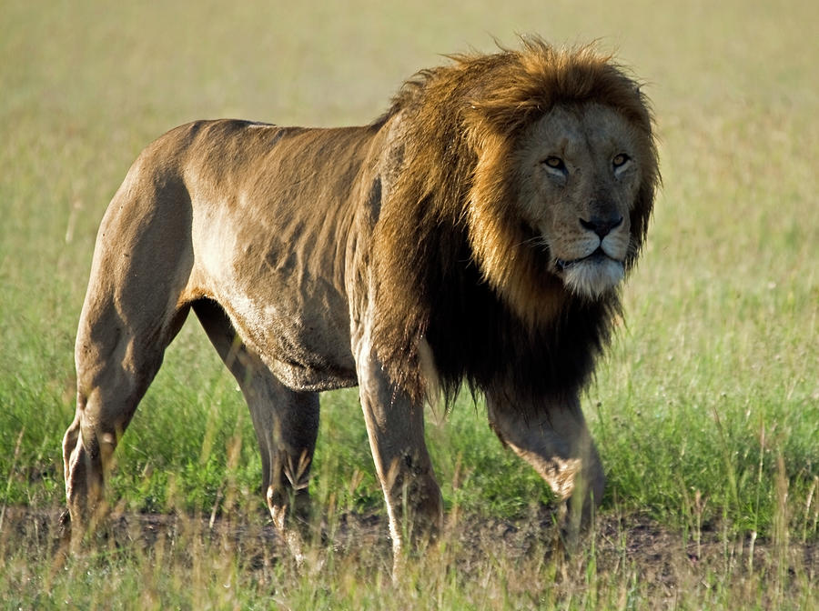 Prowling Lion #1 by Wldavies