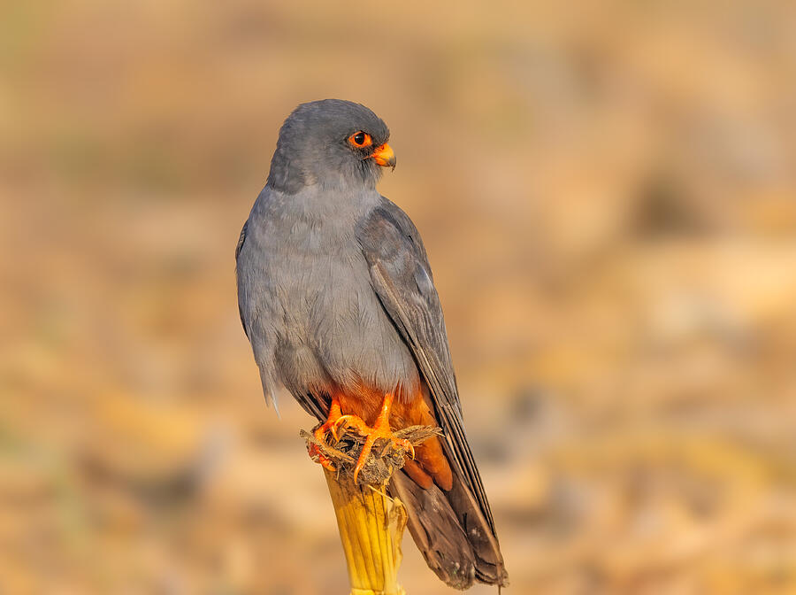 Red Footed Falcon #1 Photograph by Doron Braunstein - Metal Posters