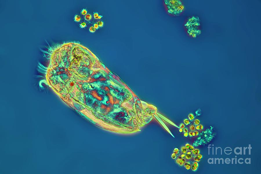 Rotifer Cephalodella Sp #1 by Frank Fox / Science Photo Library
