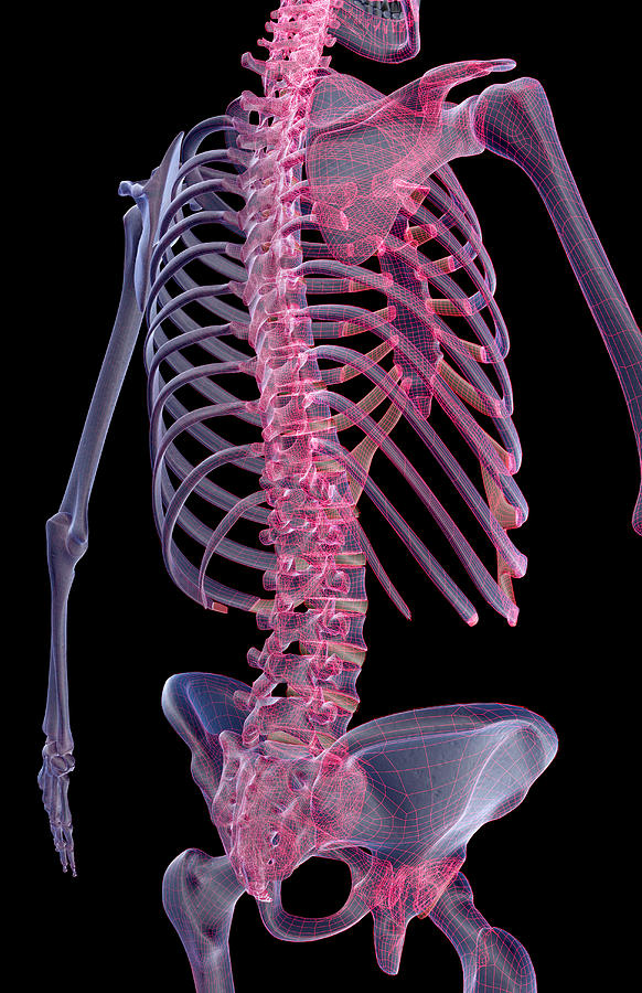 The Bones Of The Trunk #1 by Medicalrf.com