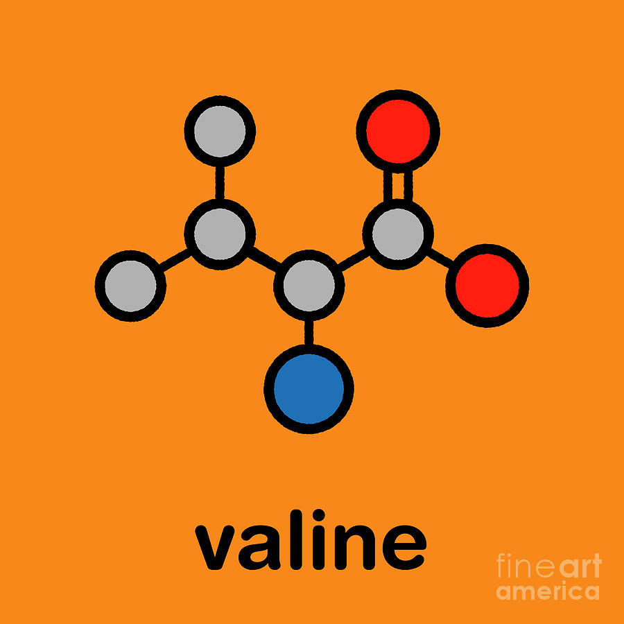 Valine Amino Acid Molecule #1 by Molekuul / Science Photo Library