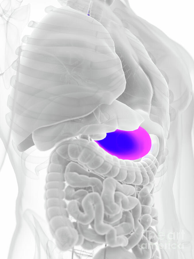 Male Stomach #10 by 3Dmedisphere / Science Photo Library