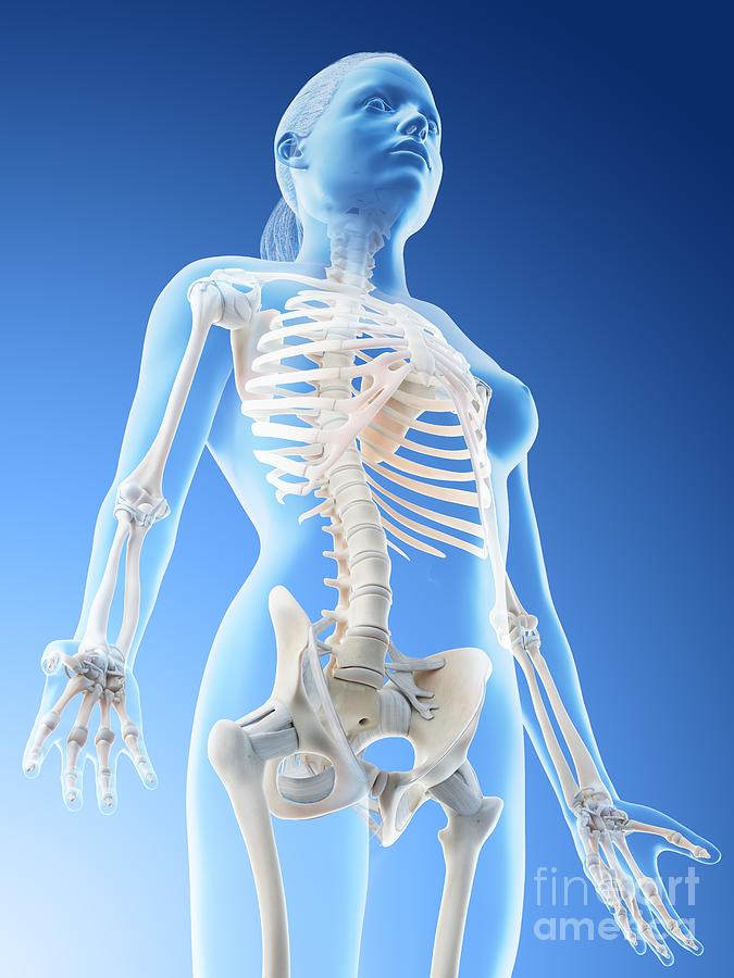 Female Upper Body Bones #11 by 3Dmedisphere / Science Photo Library