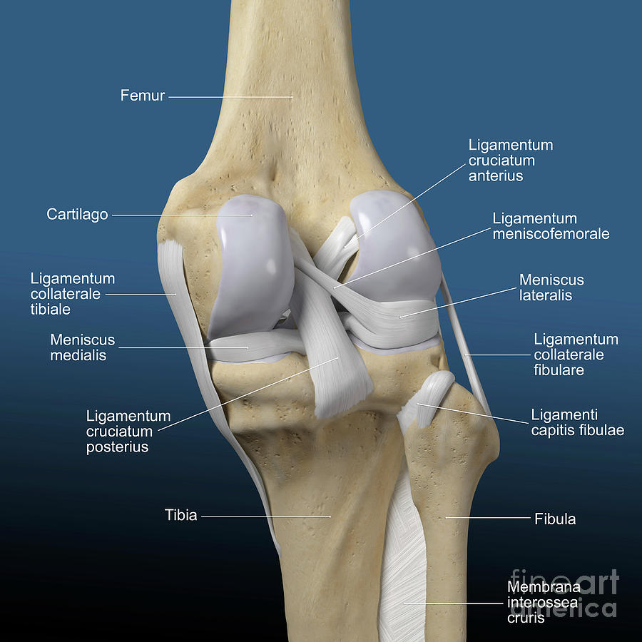 Human Knee #11 by Simone Alexowski / Science Photo Library