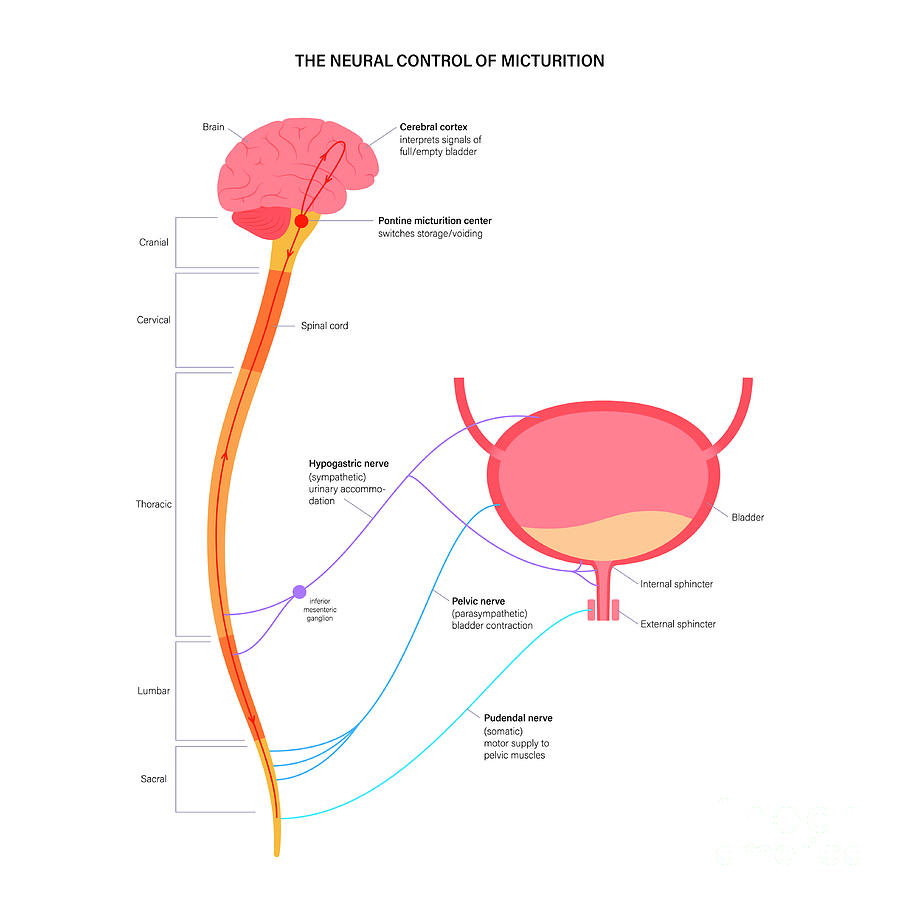 Micturition Neural Control #11 by Pikovit / Science Photo Library