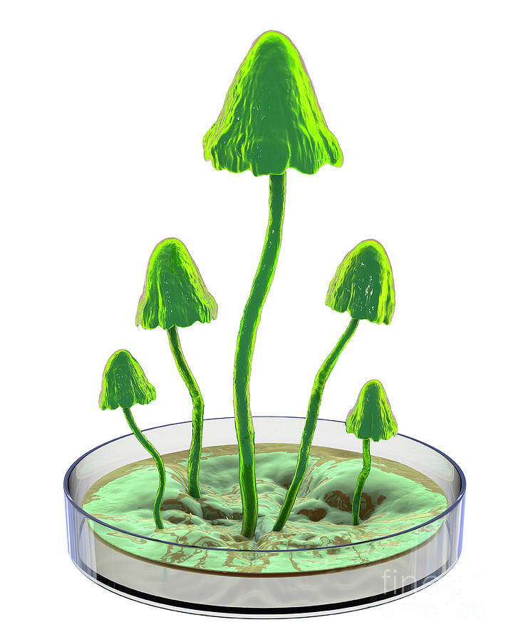 Mushrooms Growing In Laboratory #13 by Kateryna Kon / Science Photo Library