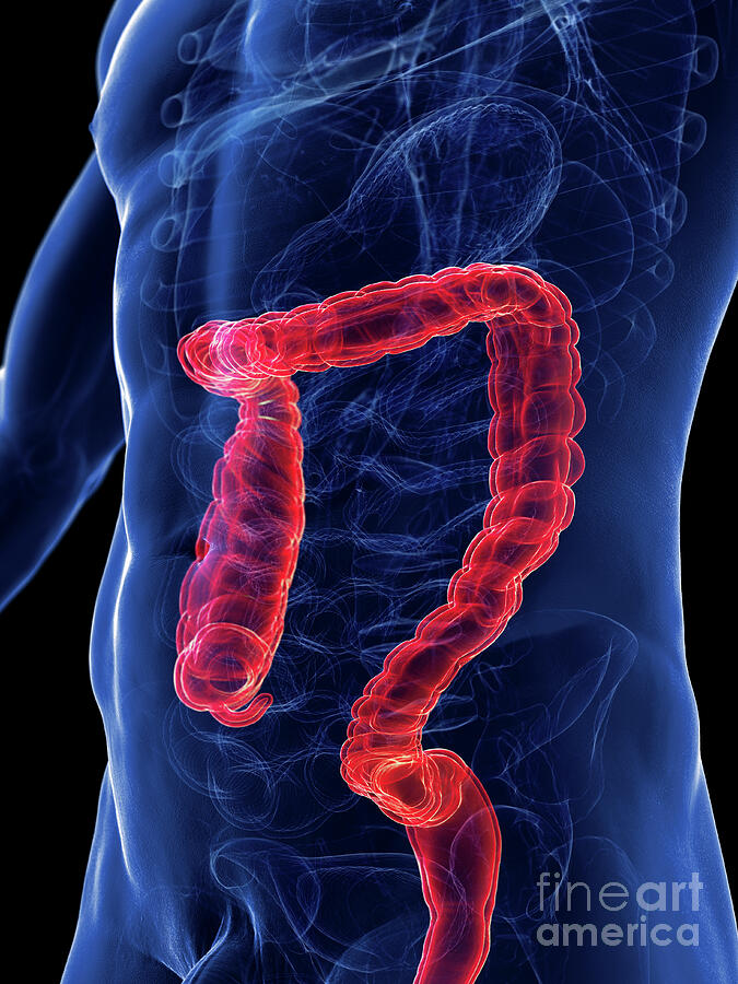 Male Colon #17 by 3Dmedisphere / Science Photo Library