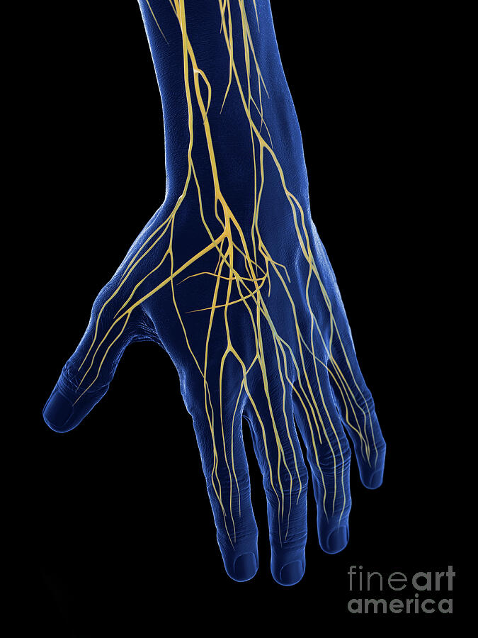 Nerves Of The Hand #17 by 3Dmedisphere / Science Photo Library