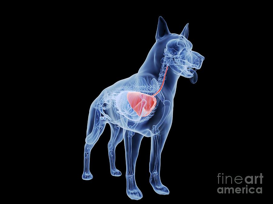 Dog Lung #2 by 3Dmedisphere / Science Photo Library