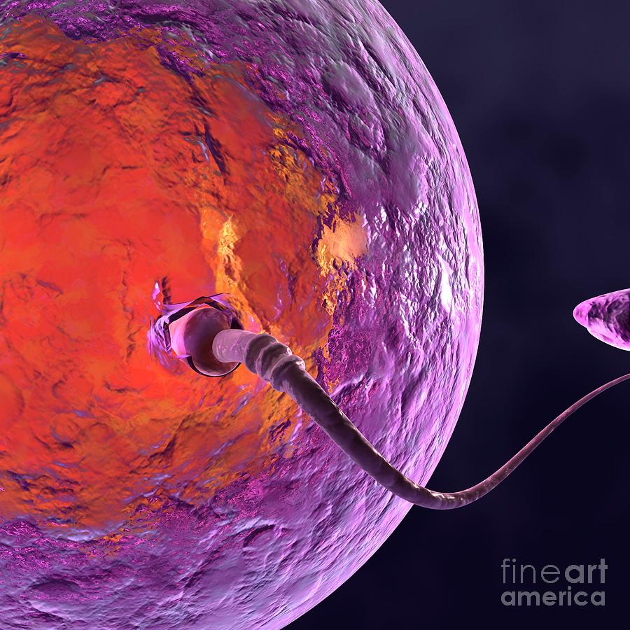 Fertilisation #2 by Ella Maru Studio / Science Photo Library
