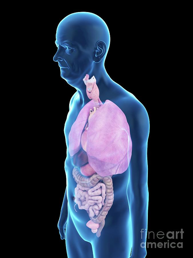 Illustration Of An Old Man's Organs #2 by 3Dmedisphere / Science Photo ...