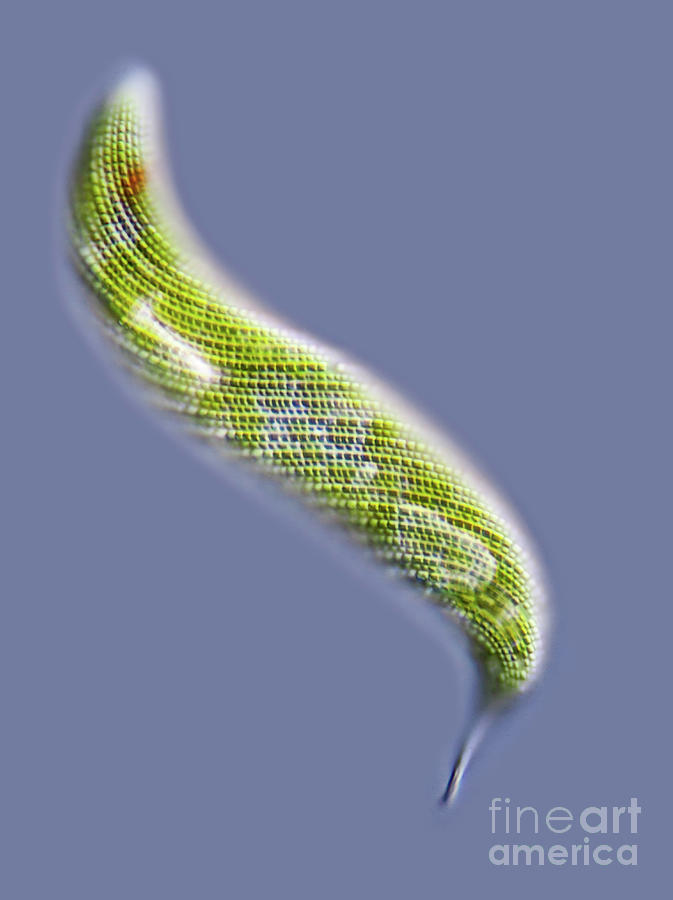 Lepocinclis Freshwater Protist #2 by Gerd Guenther / Science Photo Library