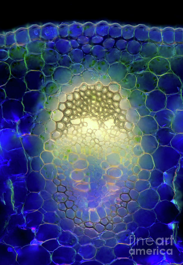 Lily Of The Valley Stem #2 by Marek Mis / Science Photo Library