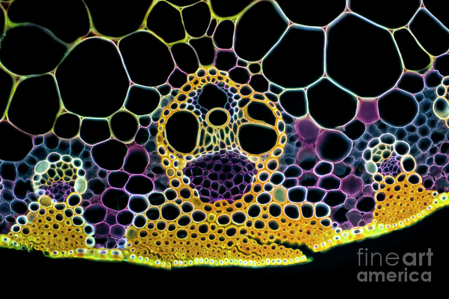 Maize (zea Mays) Leaf #2 by Karl Gaff / Science Photo Library