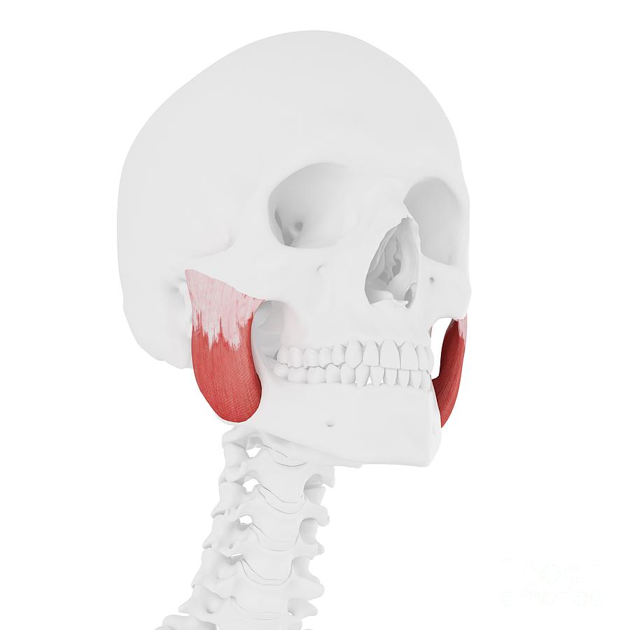 Masseter Superior Muscle #2 by 3Dmedisphere / Science Photo Library