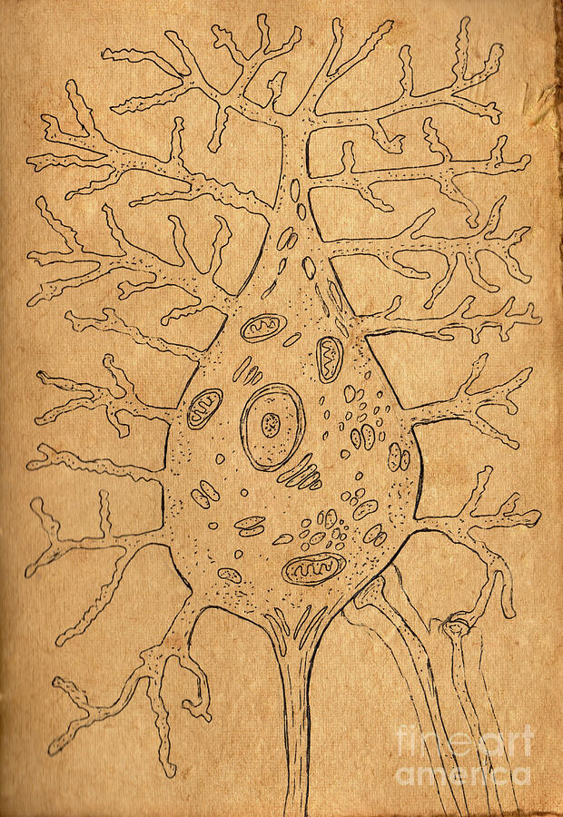 Motor Neuron Structure #2 by Kateryna Kon / Science Photo Library