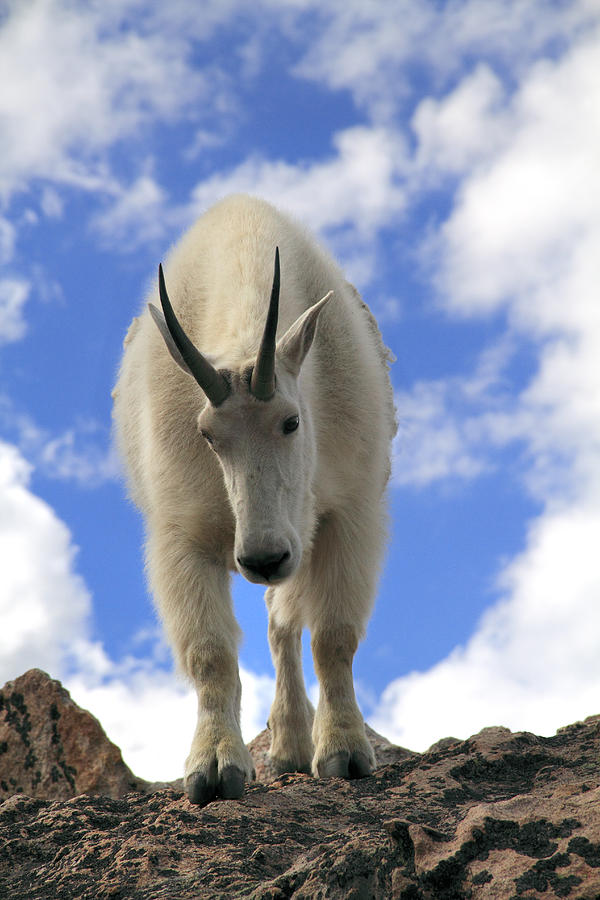 Mountain Goat Oreamnos Americanus #2 by John Kieffer
