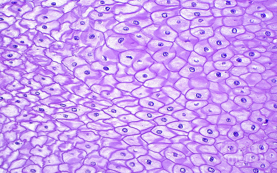 Oesophagus Squamous Cells #2 by Ziad M. El-Zaatari / Science Photo Library