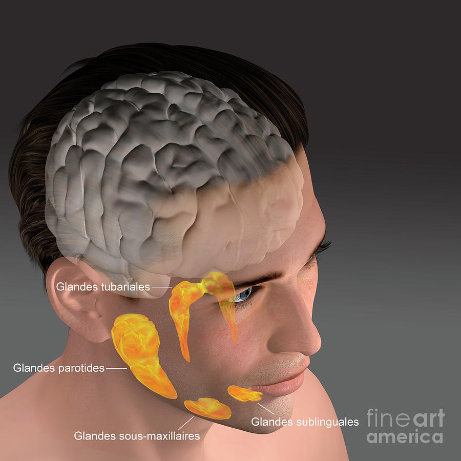 Salivary Glands #2 by Fernando Da Cunha / Science Photo Library