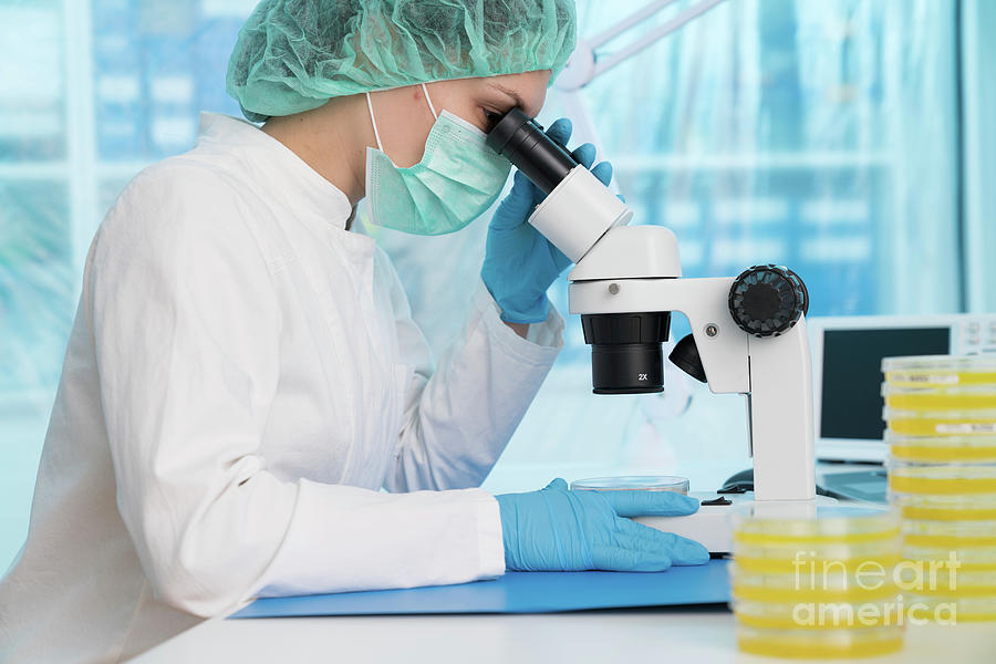 Scientist Use Light Microscope To Examine Petri Dish #2 by Wladimir ...