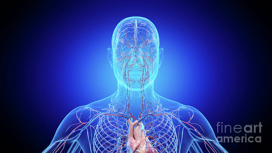 Vascular System Of The Head And Neck #2 by 3Dmedisphere / Science Photo ...