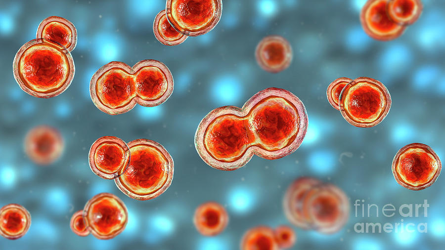 Blastomyces Fungus #21 by Kateryna Kon / Science Photo Library