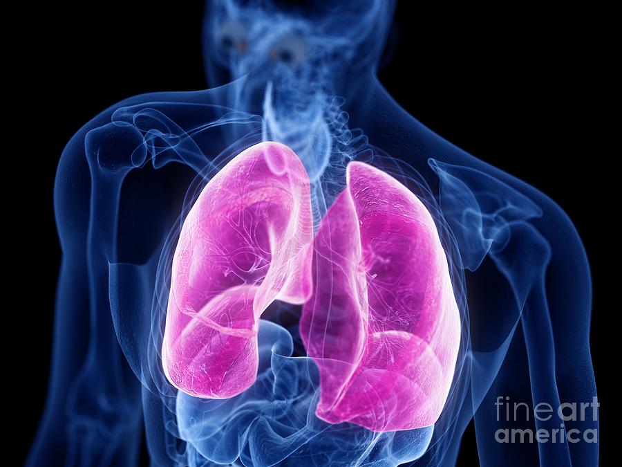 Lung #26 by 3Dmedisphere / Science Photo Library