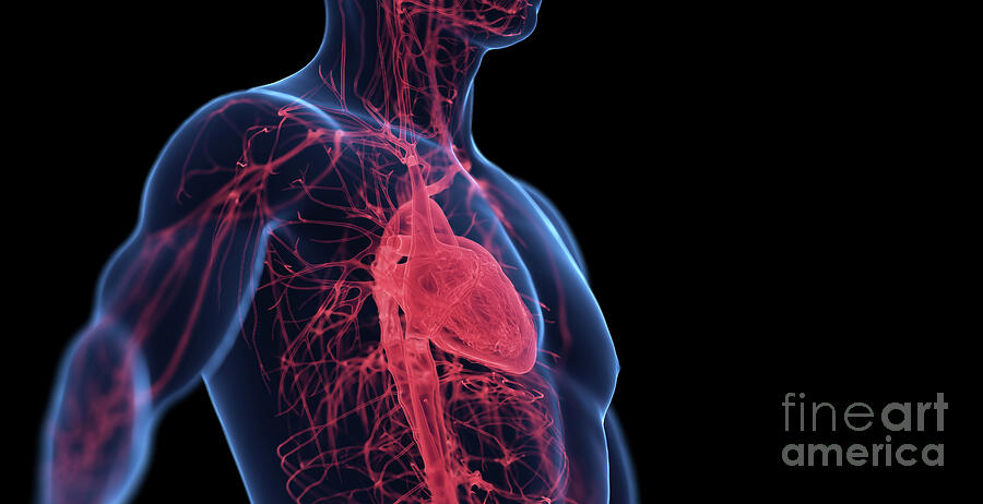 Male Cardiovascular System #28 by 3Dmedisphere / Science Photo Library
