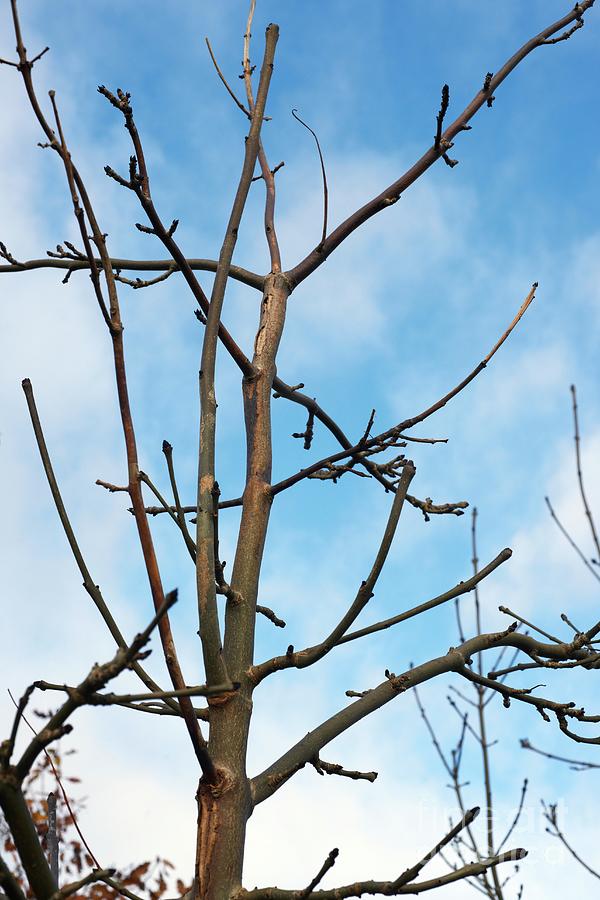 Ash Dieback Disease #3 by Uk Crown Copyright Courtesy Of Fera / Science ...