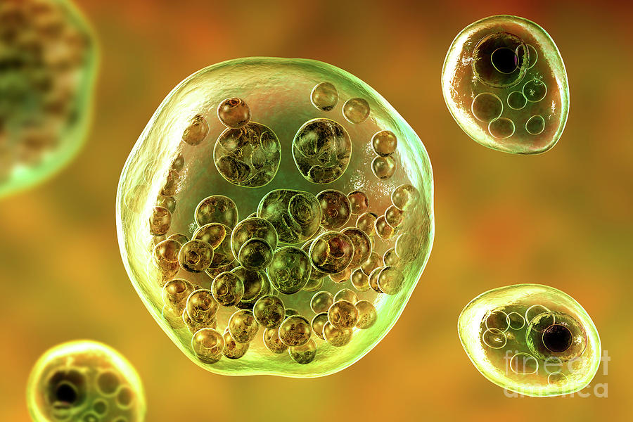 Rhinosporidium Seeberi Parasite #3 by Kateryna Kon / Science Photo Library