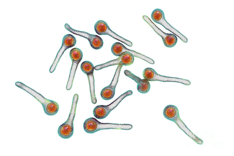 Tetanus Bacteria #3 by Kateryna Kon / Science Photo Library