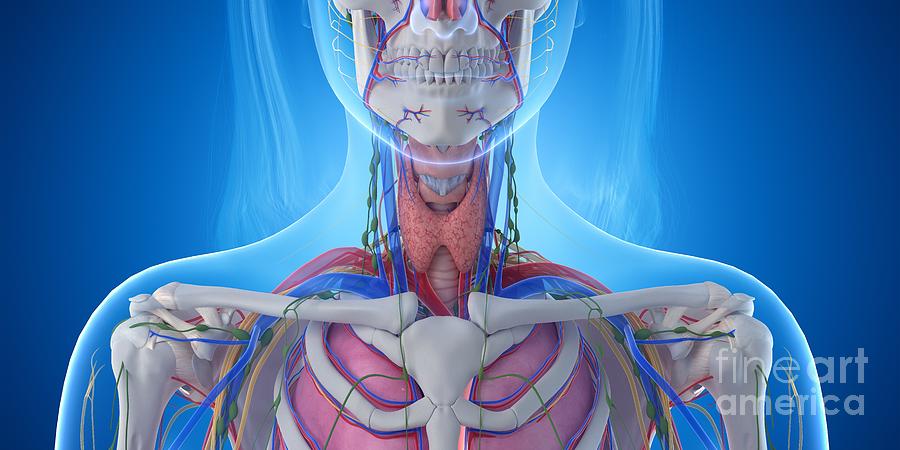 Throat Anatomy #3 by 3Dmedisphere / Science Photo Library