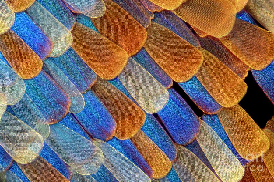 Butterfly Wing Scales #30 by Frank Fox / Science Photo Library