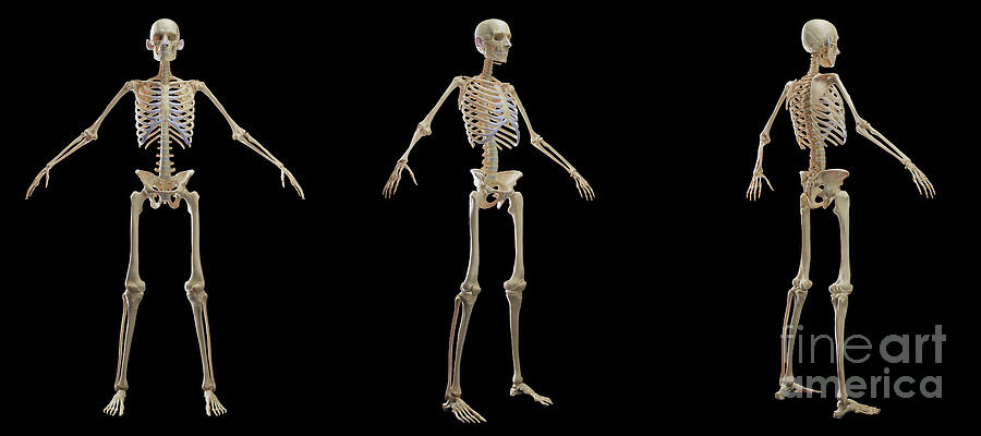 Male Skeletal System #35 by 3Dmedisphere / Science Photo Library