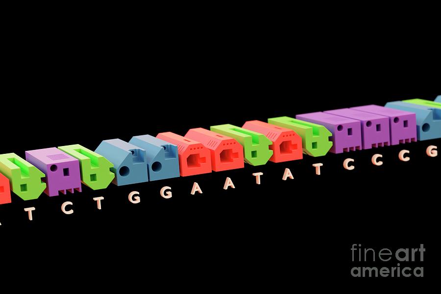 Dna #4 by Steven Mcdowell / Science Photo Library