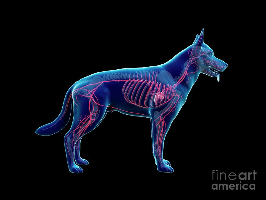 Dog Arteries #4 by 3Dmedisphere / Science Photo Library