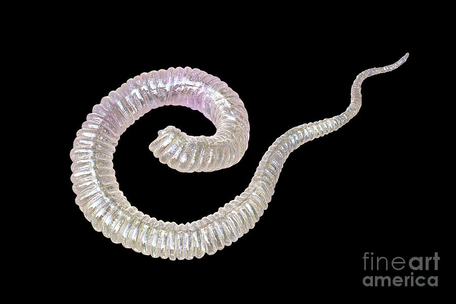 Guinea Worm Larva #4 by Kateryna Kon / Science Photo Library
