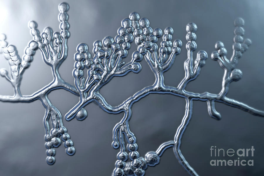 Scopulariopsis Brevicaulis Fungus #4 by Kateryna Kon / Science Photo ...
