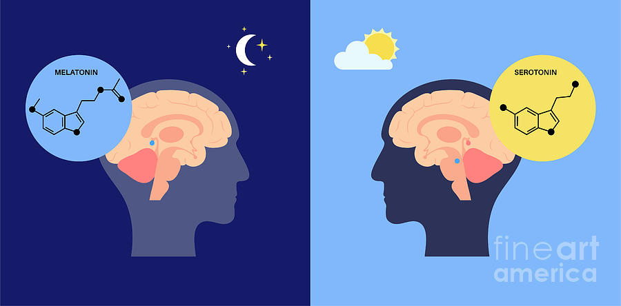 Sleep Wake Cycle #45 by Pikovit / Science Photo Library