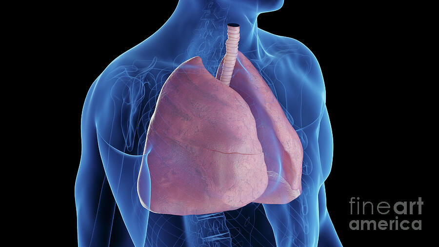 Male Respiratory System #6 by 3Dmedisphere / Science Photo Library