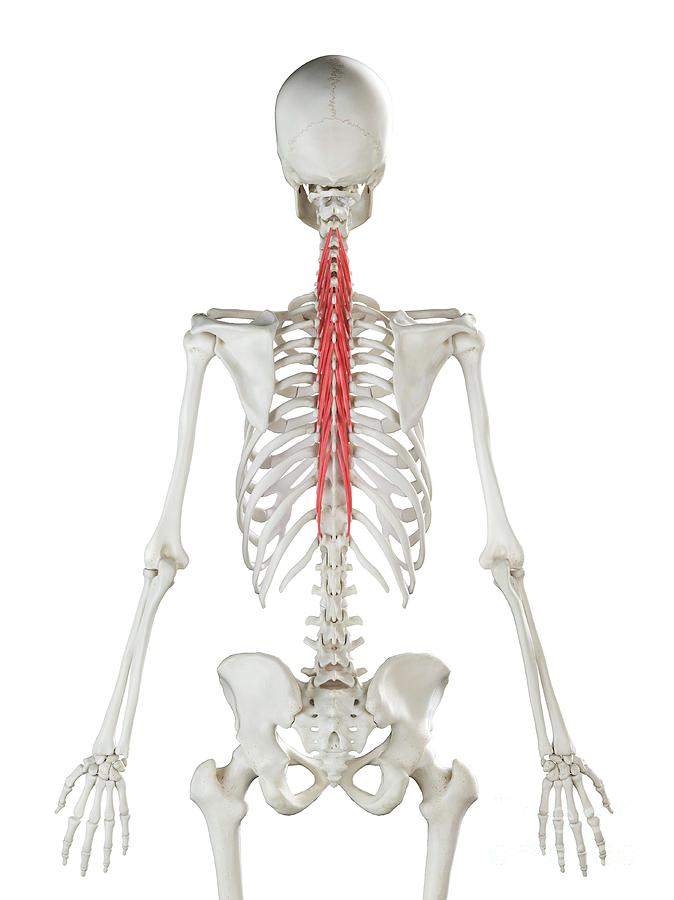 Semispinalis Thoracis Muscle #6 by 3Dmedisphere / Science Photo Library