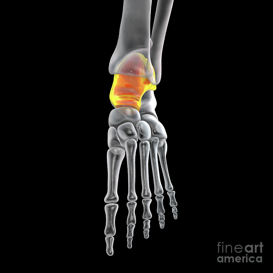 Talus Bone #6 by Kateryna Kon / Science Photo Library