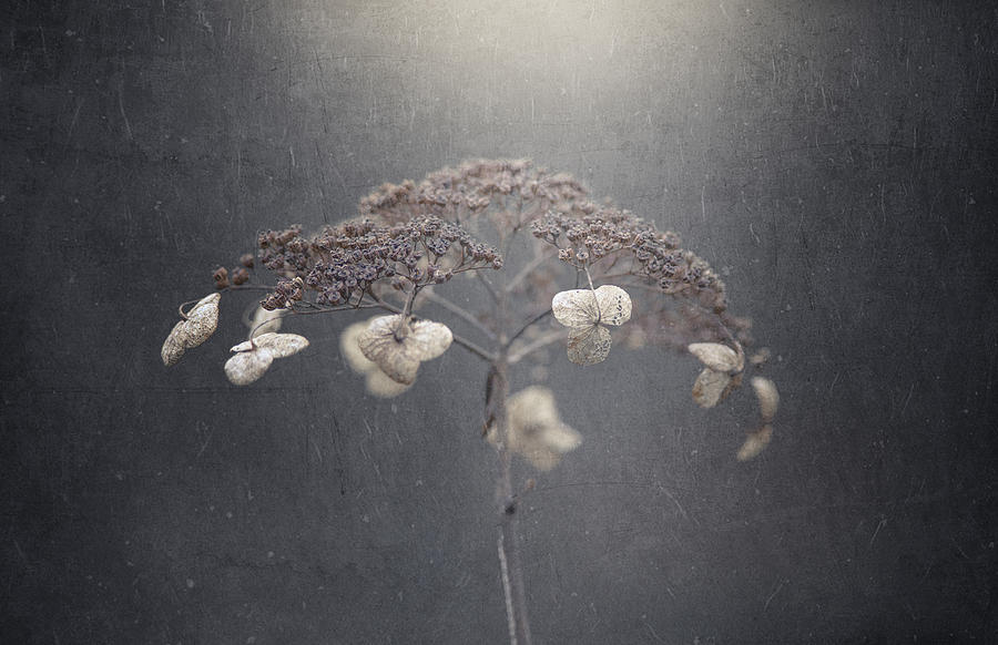 Withe Hydrangea #6 by Takashi Suzuki