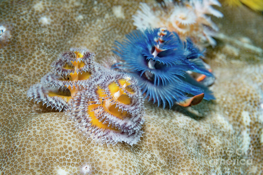 Christmas Tree Worms #8 by Georgette Douwma / Science Photo Library