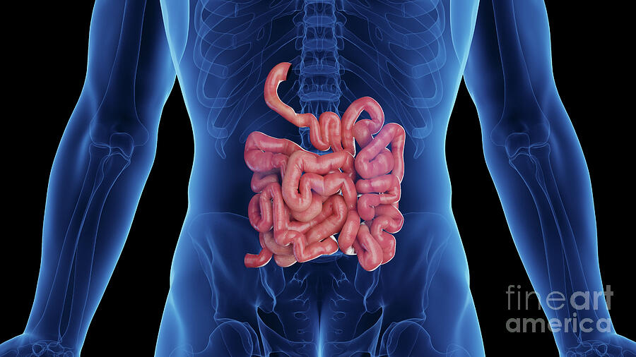 Male Small Intestine #8 by 3Dmedisphere / Science Photo Library