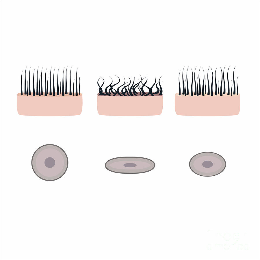 Hair Types #9 by Art4Stock / Science Photo Library