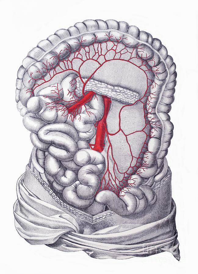Abdominal Arteries by Microscape / Science Photo Library
