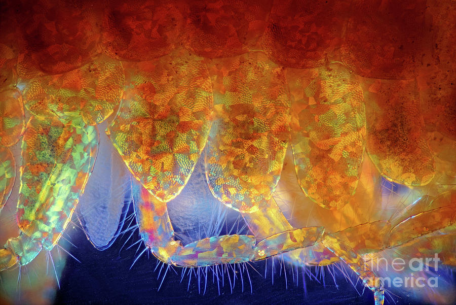Amphipod Crustacean Legs by Marek Mis / Science Photo Library