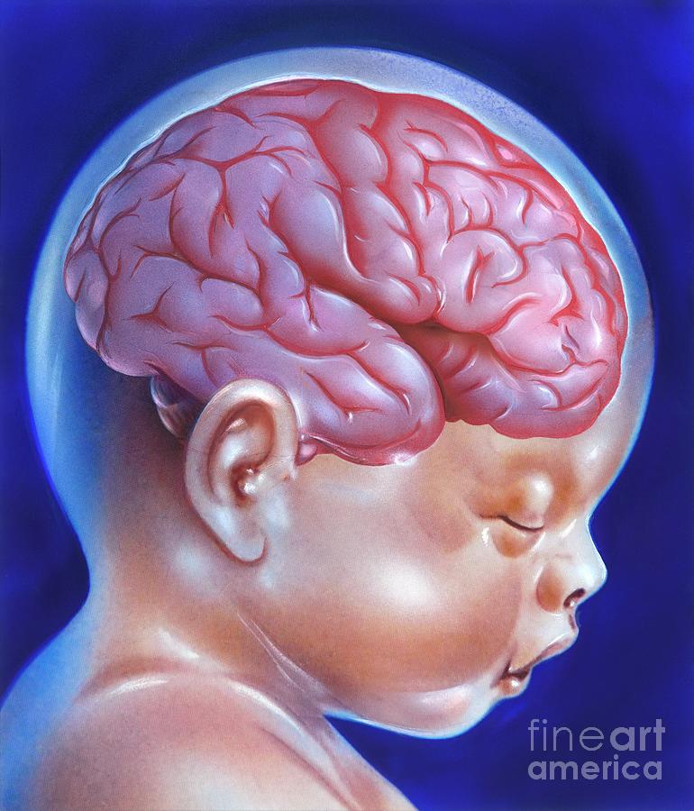 Baby's Brain At Full Term by John Bavosi / Science Photo Library